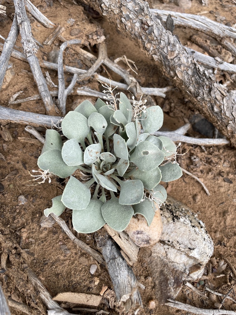 Double Bladderpod from Navajo Dam, NM, US on August 3, 2022 at 04:26 PM ...