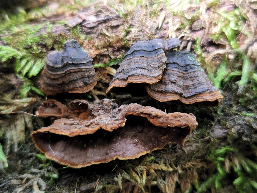 Oak Curtain Crust Fungus from Washington Township, IN, USA on August 08 ...