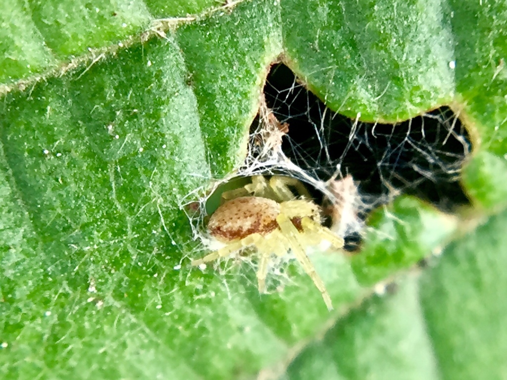 Running Crab Spiders in June 2022 by Mireille JACQUES. Under the leaf ...