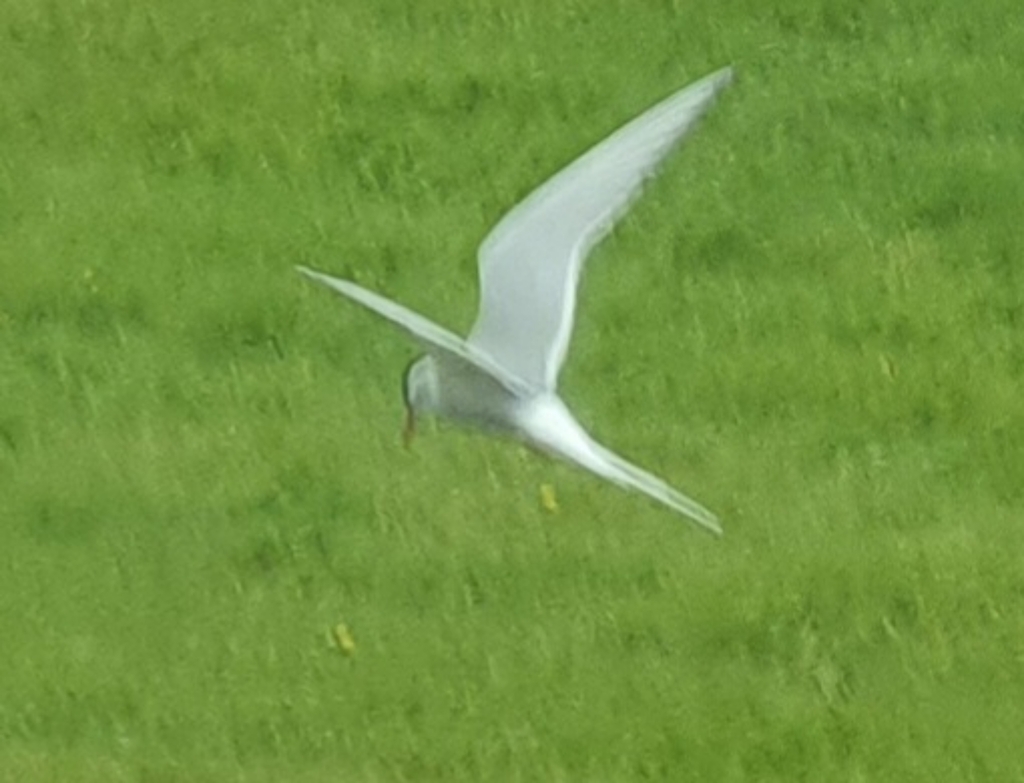 Arctic Tern from Snæfellsbær on August 08, 2022 at 05:51 PM by ...