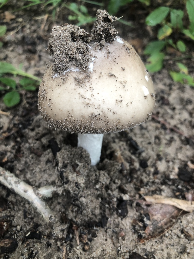 Hated Caesar from Chesterton, IN, US on August 8, 2022 at 10:38 AM by ...