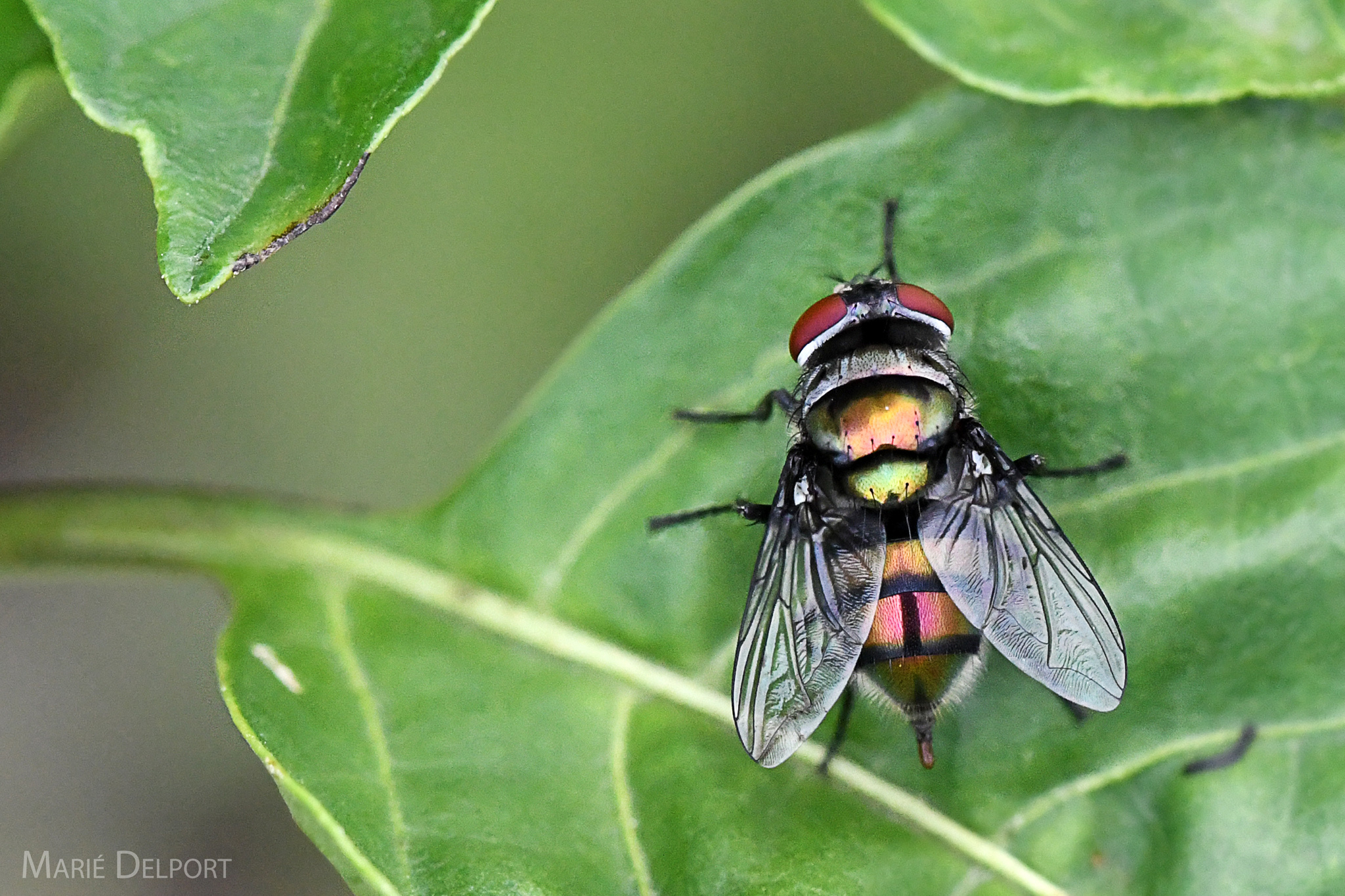 Chrysomya putoria (Wiedemann, 1830)