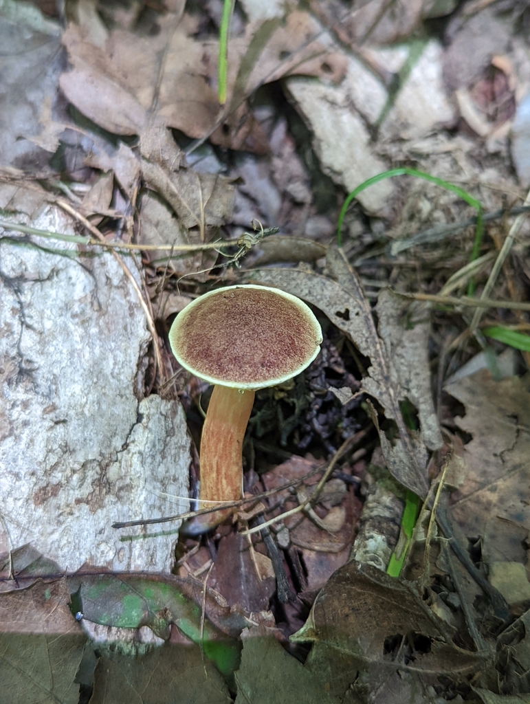 sour gold-pored bolete from Washington Township, IN, USA on August 08 ...