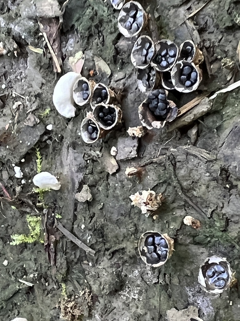 Cyathus from Deer Run Ln, Nashville, IN, US on August 08, 2022 at 10:28 ...