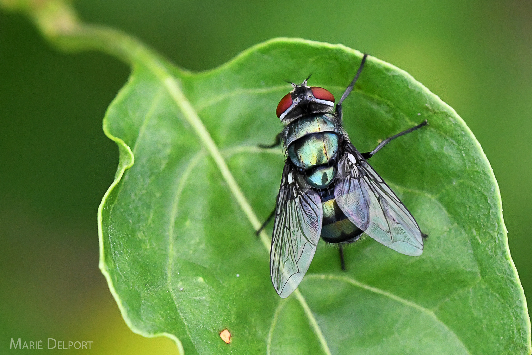Chrysomya putoria (Wiedemann, 1830)
