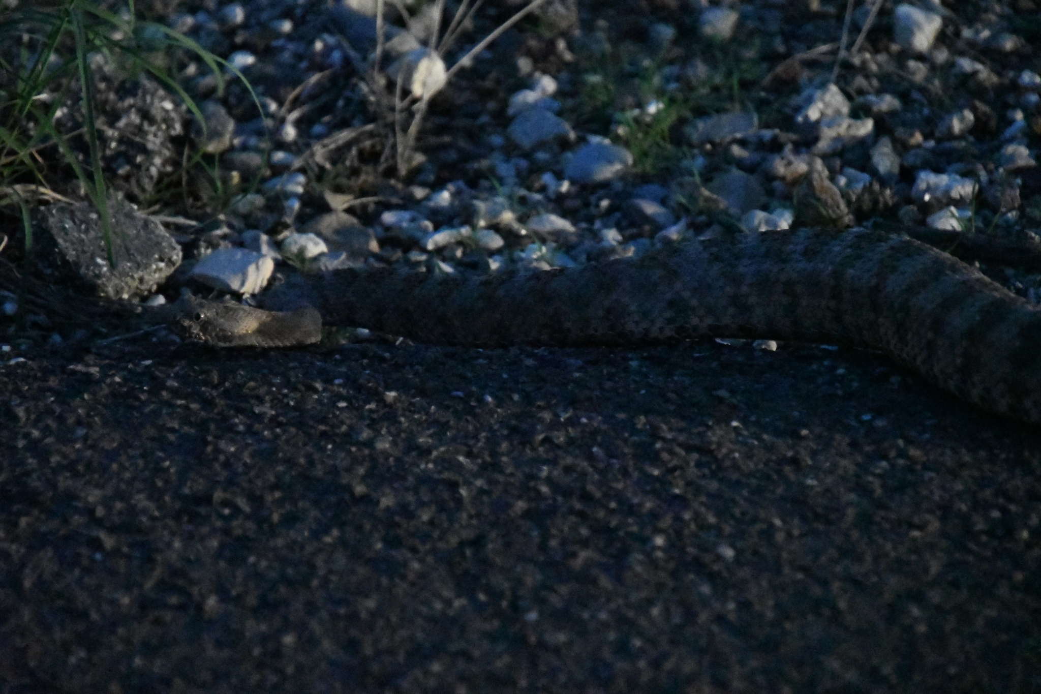 Crotalus tigris Kennicott, 1859