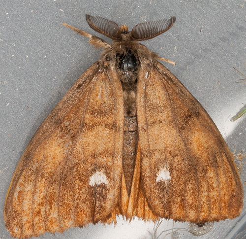 Rusty Tussock Moth from Asker, Norway on July 24, 2014 at 06:55 AM by ...