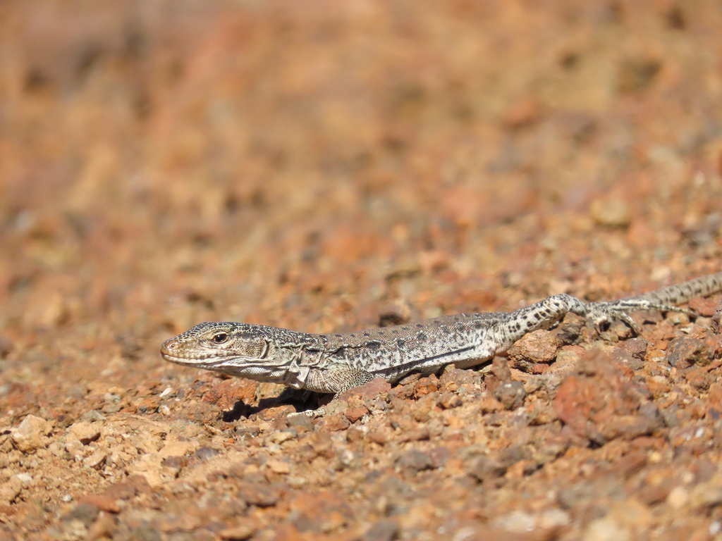 Spotted False Monitor in August 2022 by Fabián Silva · iNaturalist