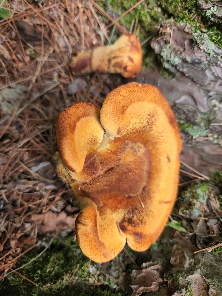 Dyer's Polypore from Washington Township, IN, USA on August 08, 2022 at ...