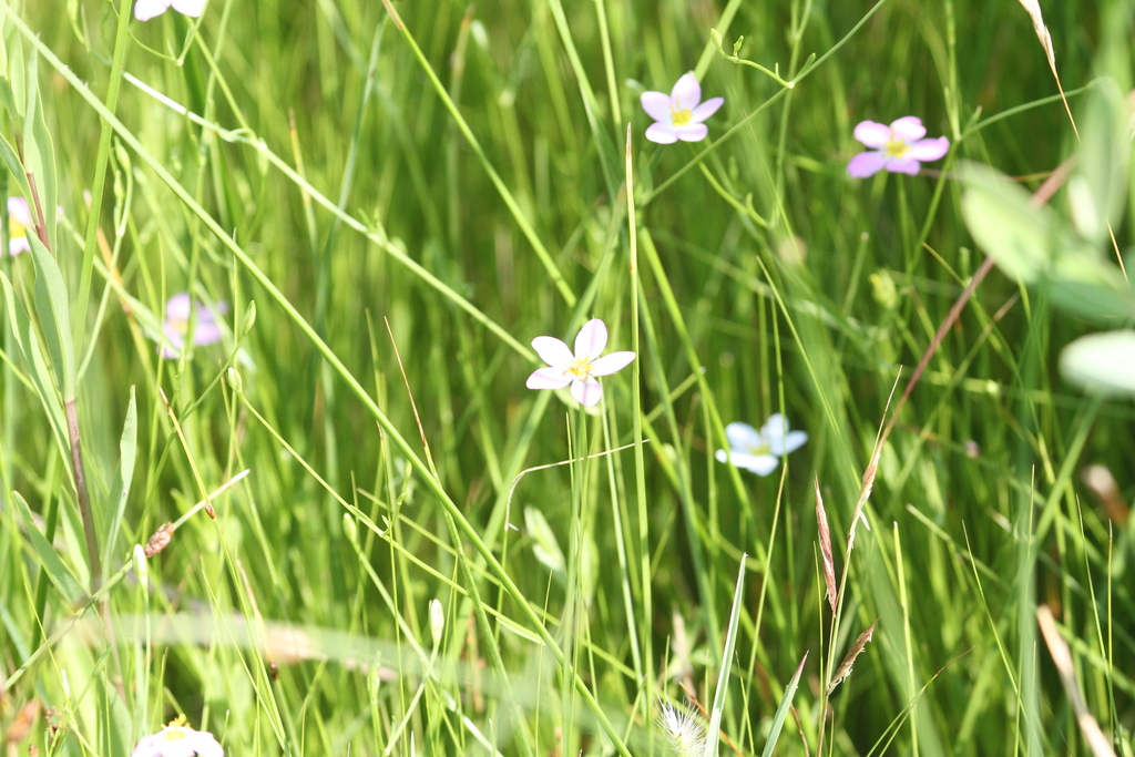 marsh pink from Dorchester County, MD, USA on July 17, 2022 at 10:02 AM ...