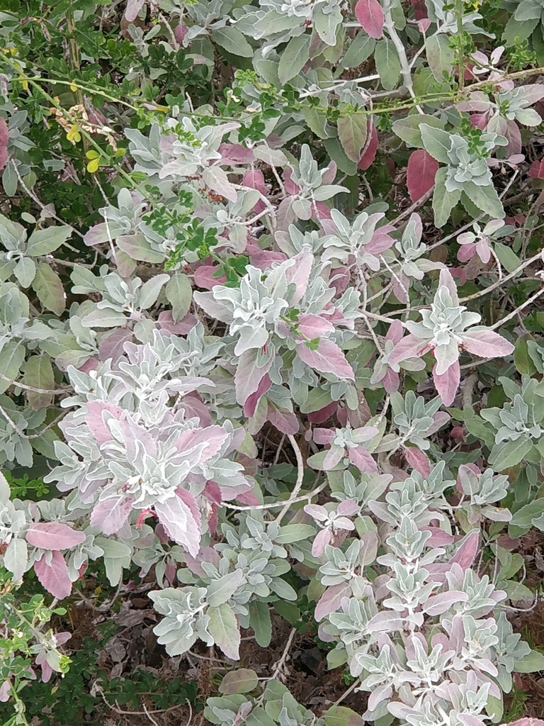 Teucrium heterophyllum heterophyllum (Madeira Pflanzen Lamiales ...