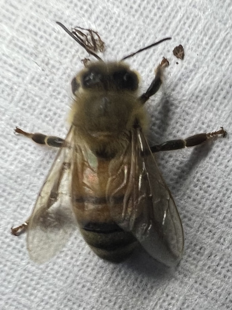 Western Honey Bee from New Hope, PA, US on August 7, 2022 at 09:42 PM ...