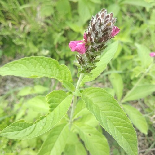 Holographis peloria · iNaturalist