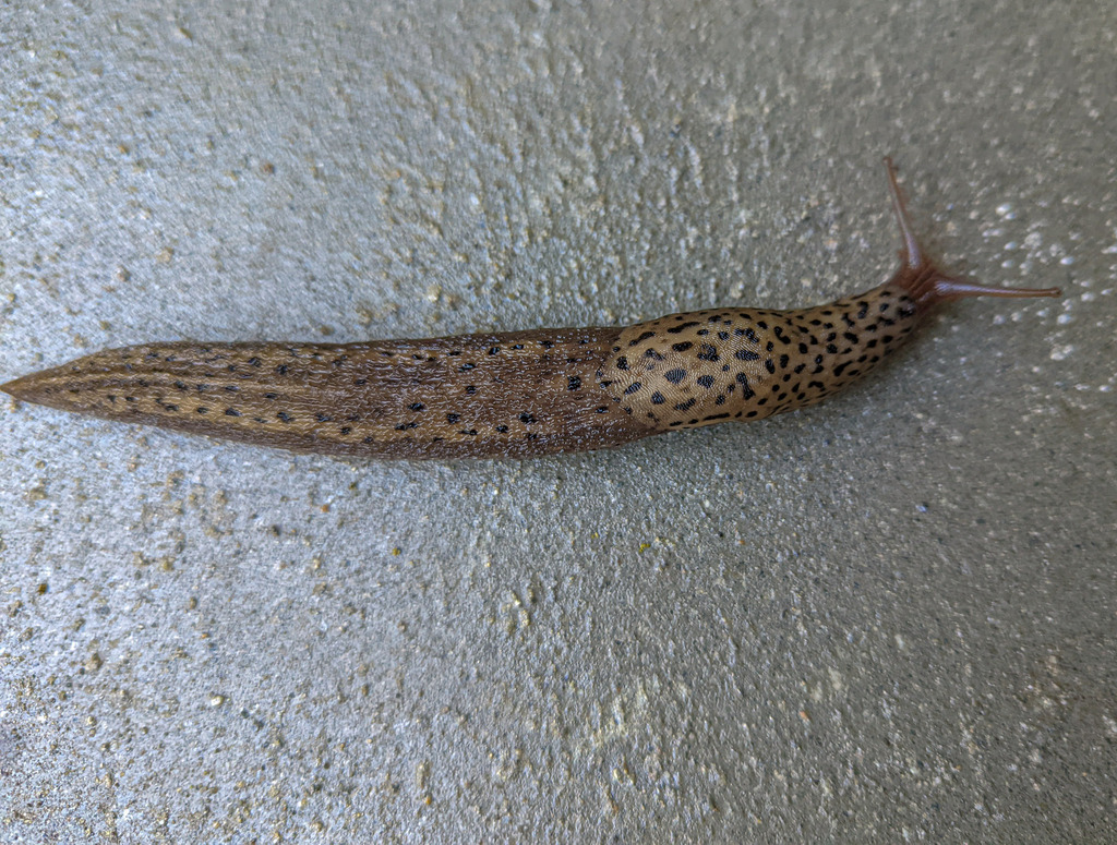 Leopard Slug from Metro Vancouver, BC, Canada on August 08, 2022 at 09: ...