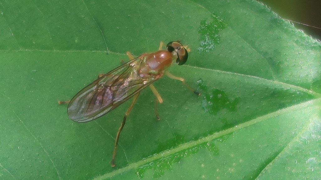 Compost Fly from St. Catharines, ON, Canada on August 08, 2022 at 02:42 ...