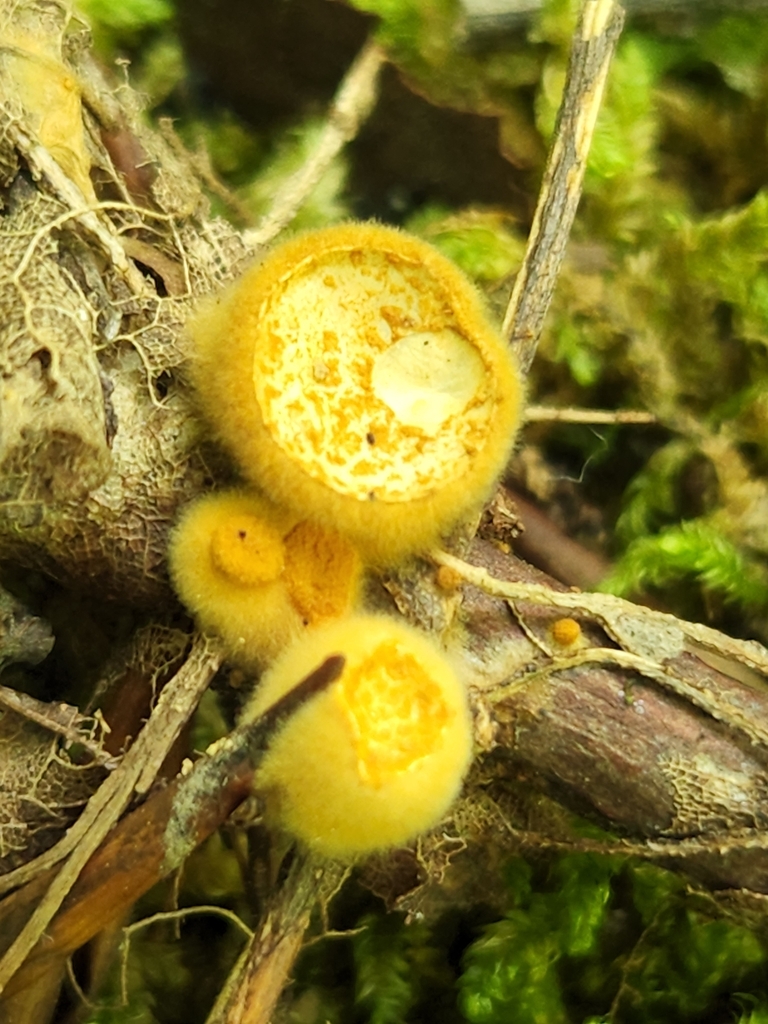 Crucibulum from Washington Township, IN, USA on August 08, 2022 at 03: ...