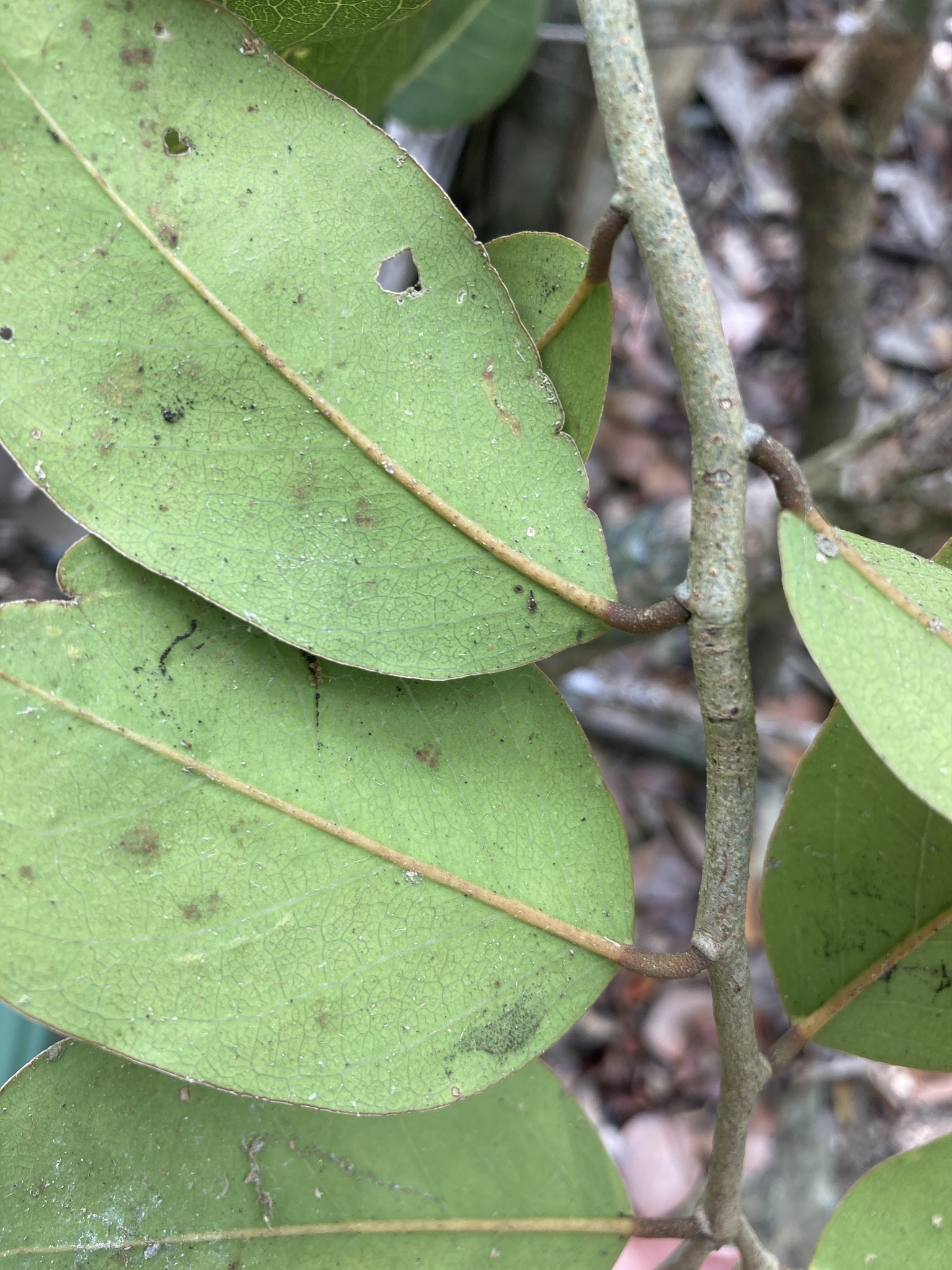 Cynophalla hastata (Jacq.) J.Presl