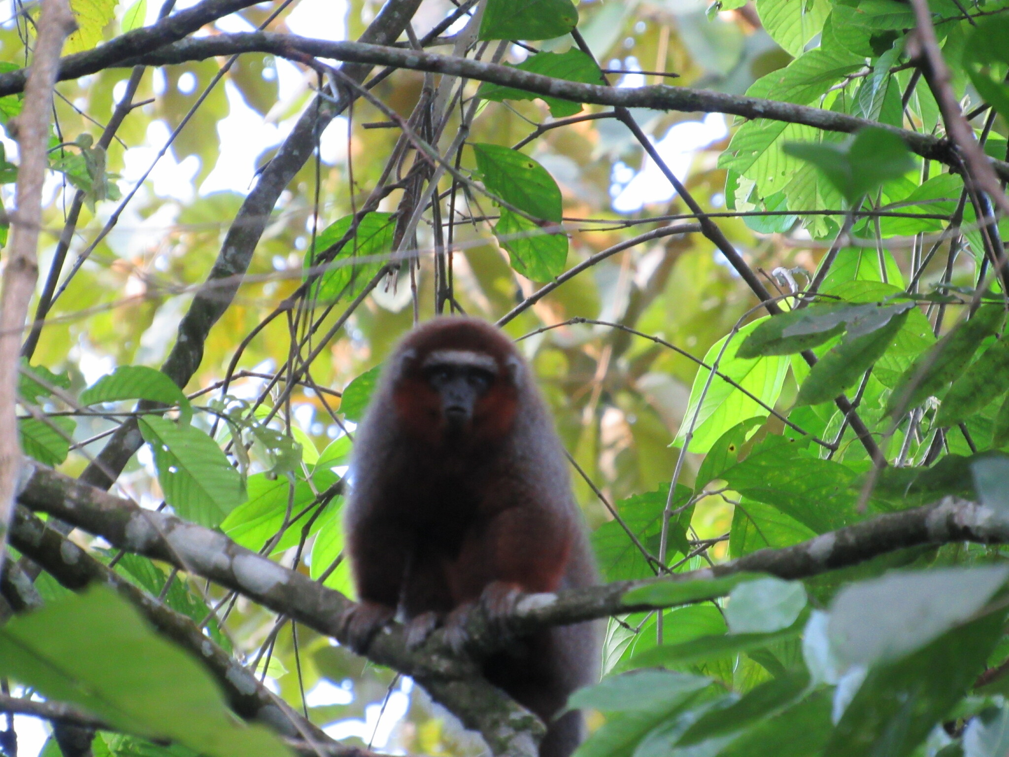 Plecturocebus ornatus (Gray, 1866)