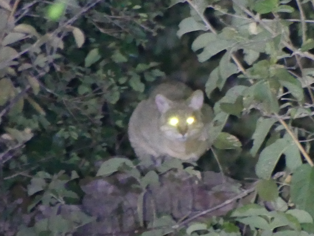 Southern African Wildcat in May 2022 by Simon Tonge · iNaturalist