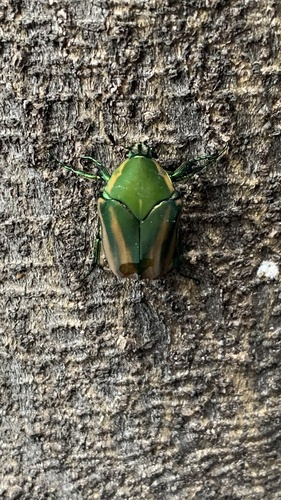 Form Cotinis mutabilis perbosci · iNaturalist