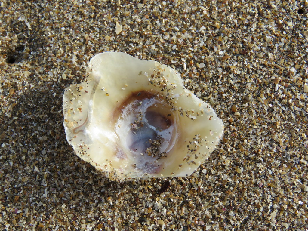 false Atlantic jingle (North carolina marine molluscs) · iNaturalist