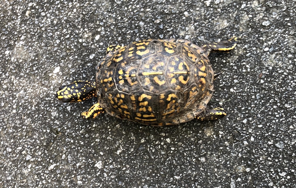 Eastern Box Turtle in August 2022 by utsonatitom. Red eyes so it is ...