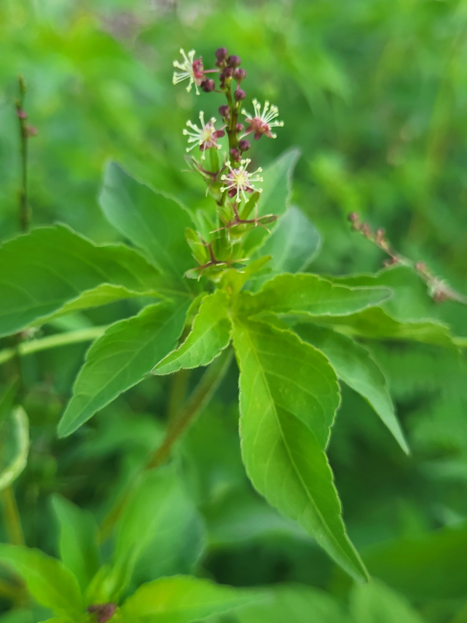 Astraea lobata (L.) Klotzsch