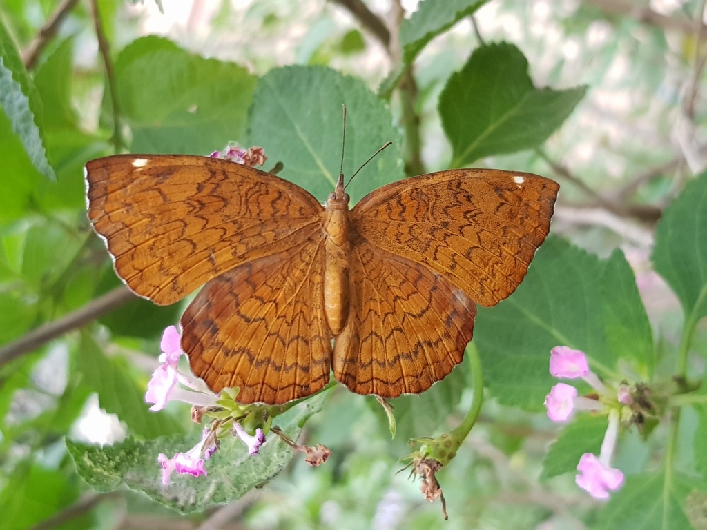 Common Castor Butterfly from Chennai, Tamil Nadu, India on August 25 ...