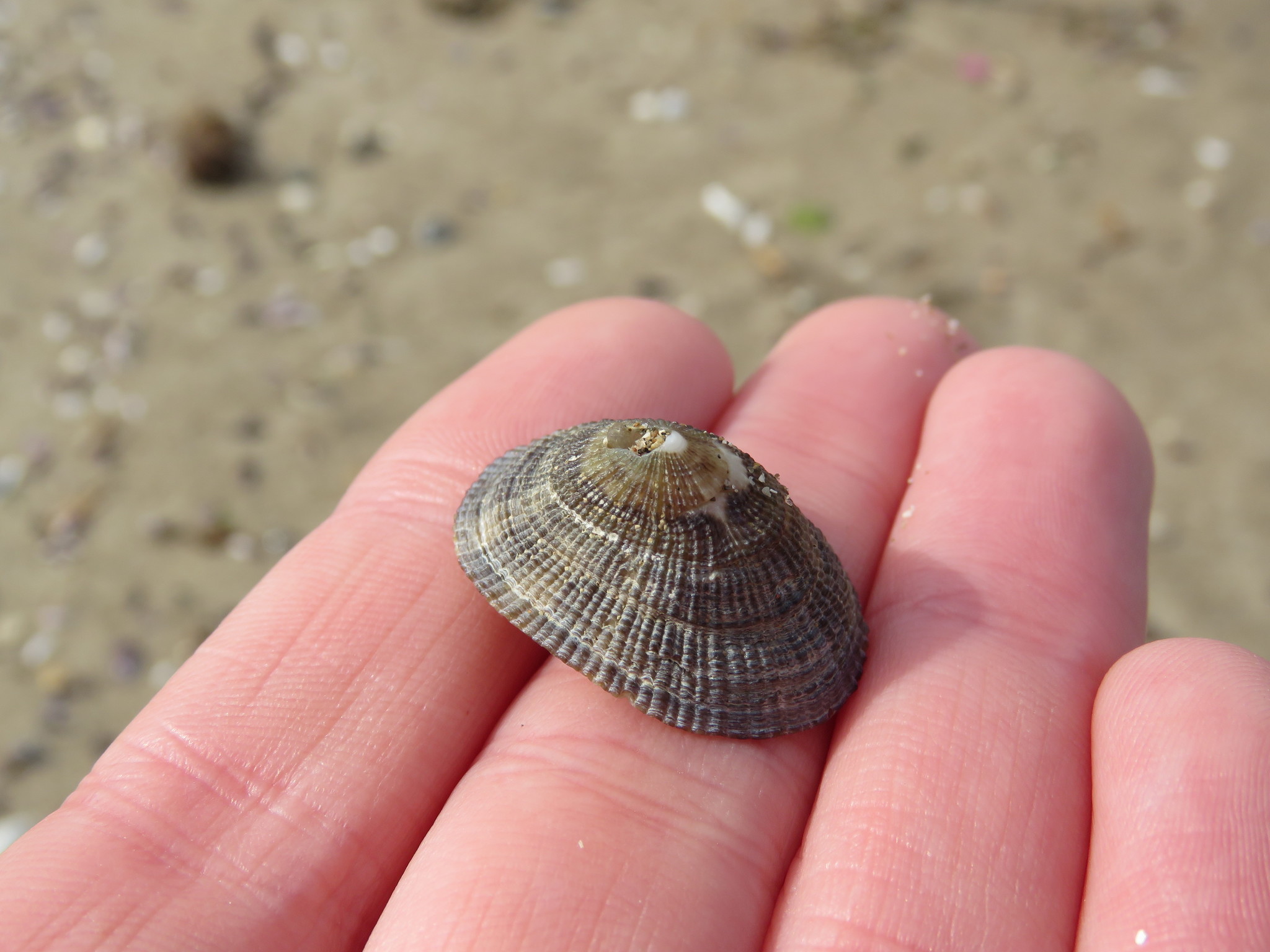 Diodora patagonica (d'Orbigny, 1839)