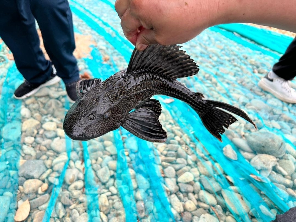 Sailfin Catfishes by Nick Kamm · iNaturalist