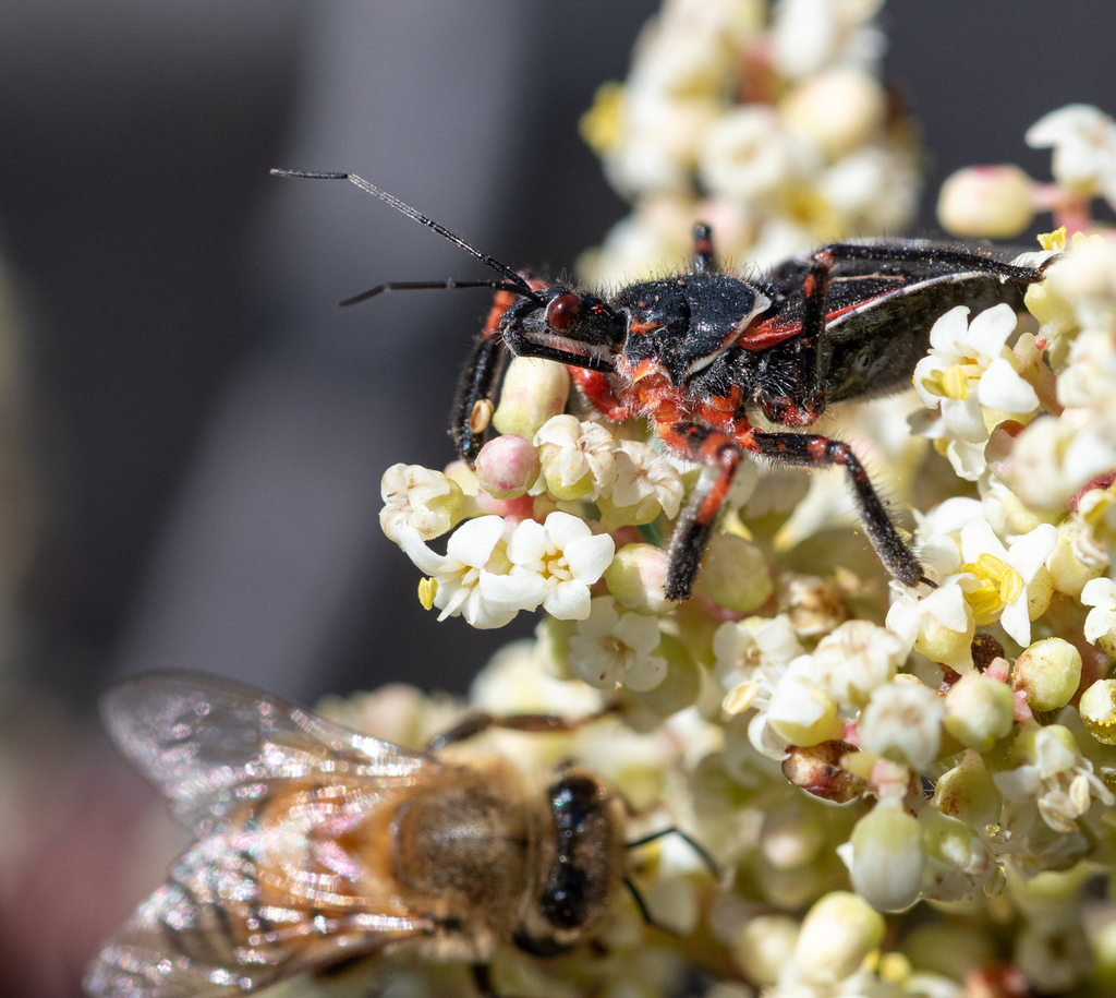 California Bee Assassin from Jamul, CA, USA on August 08, 2022 at 09:45 ...