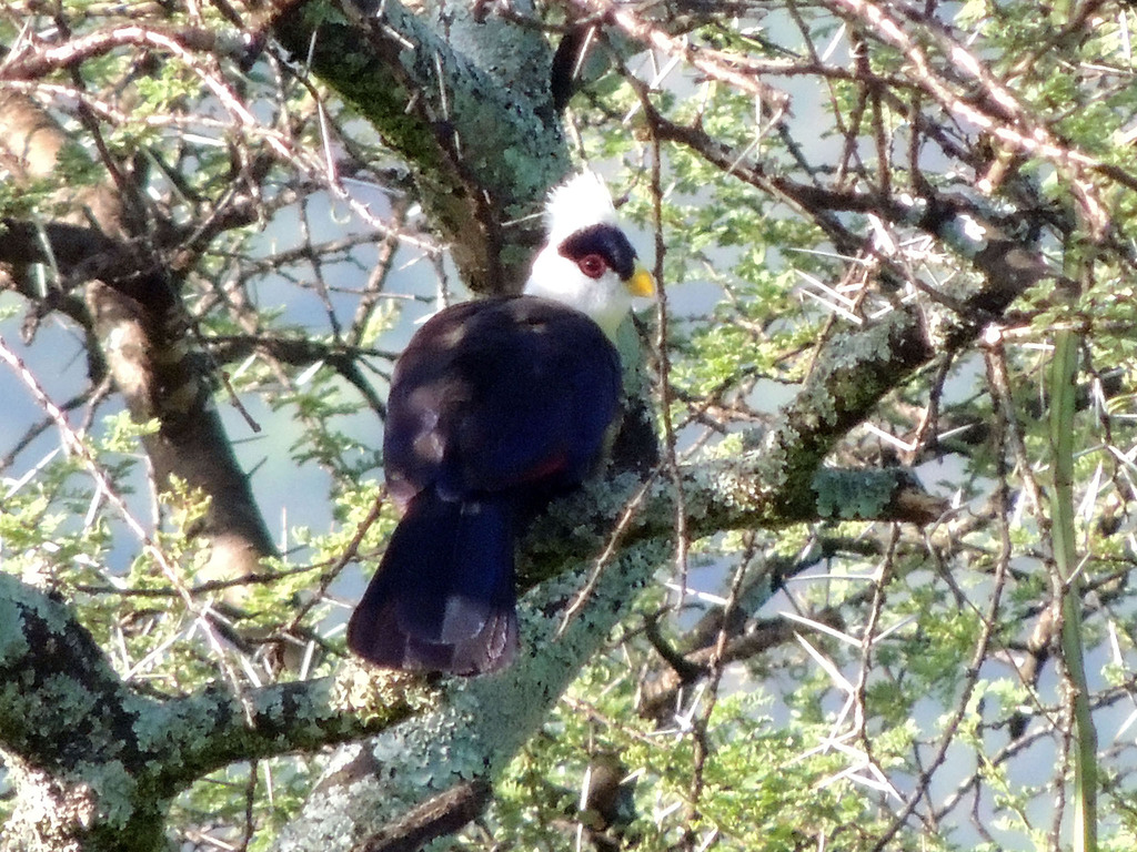 White-crested Turaco from Salawa, Kenya on December 19, 2015 at 08:10 ...