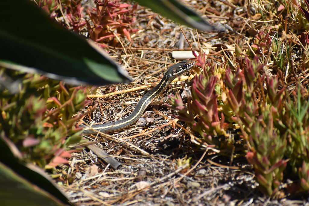 California Striped Racer from Santa Clarita, CA, USA on July 10, 2022 ...