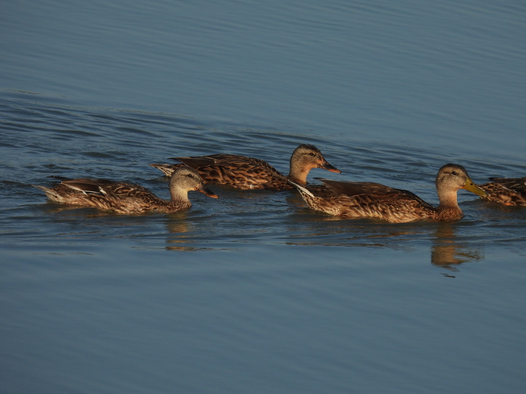 Mallard from Fort Bend County, TX, USA on August 7, 2022 at 07:41 AM by ...
