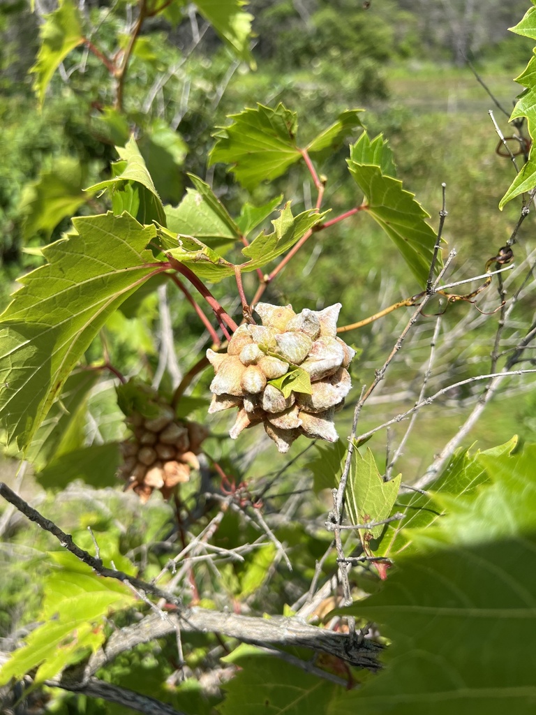 grape filbert gall from Presque Isle Bay, Millcreek Township, PA, US on ...