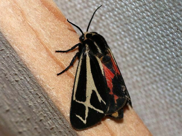 Apantesis in August 2022 by privatenoaccess. Probably this. They vary ...