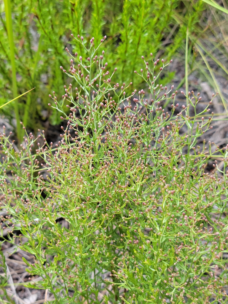 Sandhill Pinweed from Alva, FL 33920, USA on August 08, 2022 at 01:40 ...