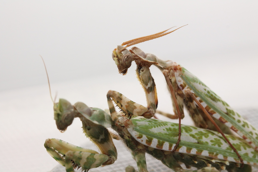 Blepharopsis mendica mendica (Tenerife Mantodea) · iNaturalist