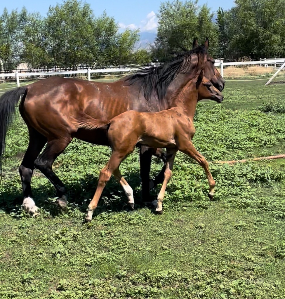 Domestic Horse from West Bountiful, UT, USA on August 07, 2022 at 03:48 ...