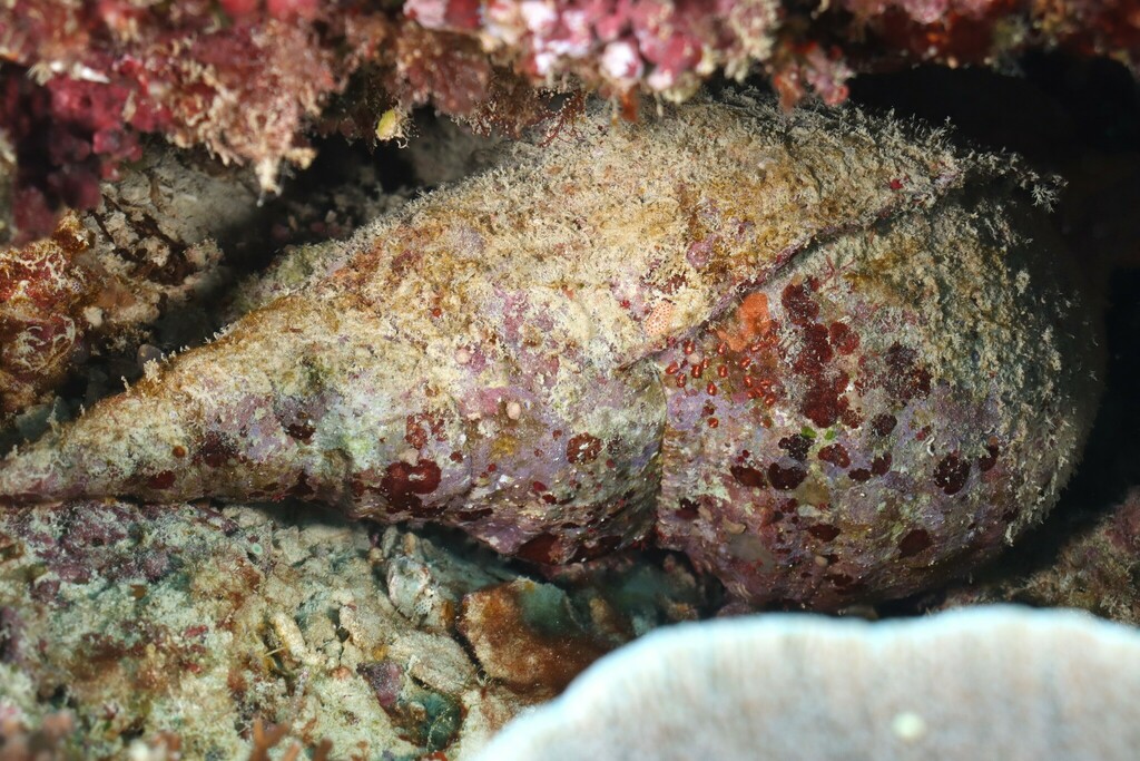 Giant Triton Snail from Gladstone, QLD, Australia on July 30, 2022 at ...