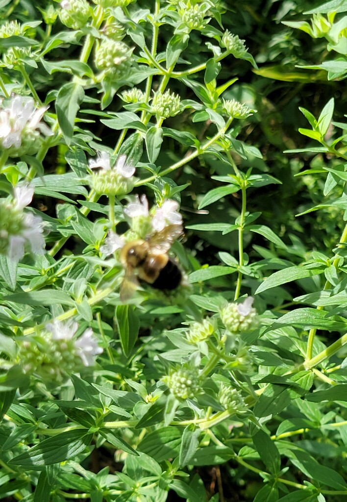 Rusty-patched Bumble Bee in August 2022 by rbumann. on mountain mint ...