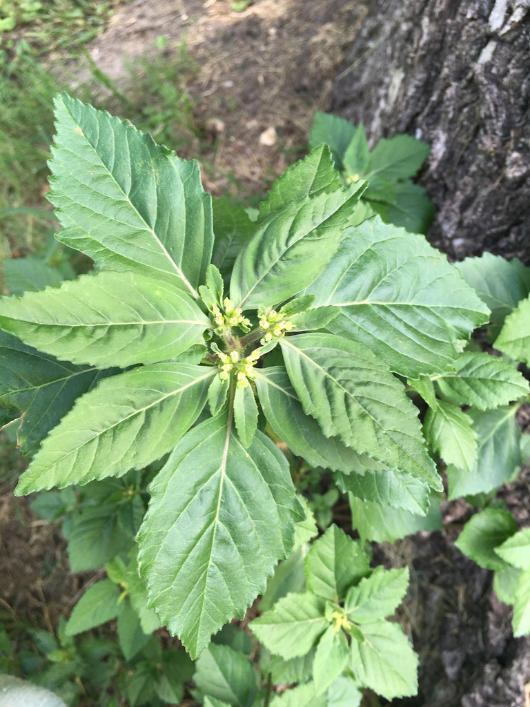 green poinsettia from Elm Springs, AR 72762, USA on August 08, 2022 at ...