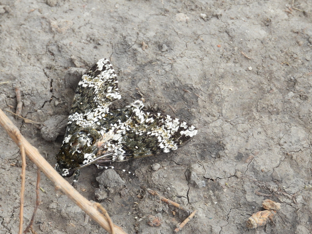 Rustic Sphinx from Presa SA Cuencamé, Dgo., México on July 29, 2022 at ...