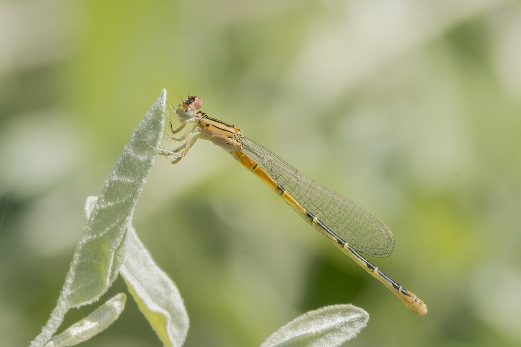 Narrow-winged Damselflies from Osoyoos, BC V0H, Canada on August 07 ...