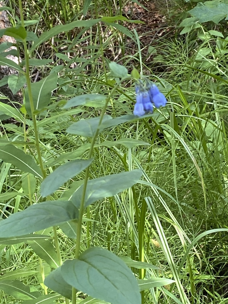 mountain bluebells from White River National Forest, Breckenridge, CO ...