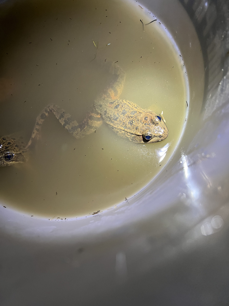 California Red-legged Frog in August 2022 by Jeff Alvarez. Second photo ...