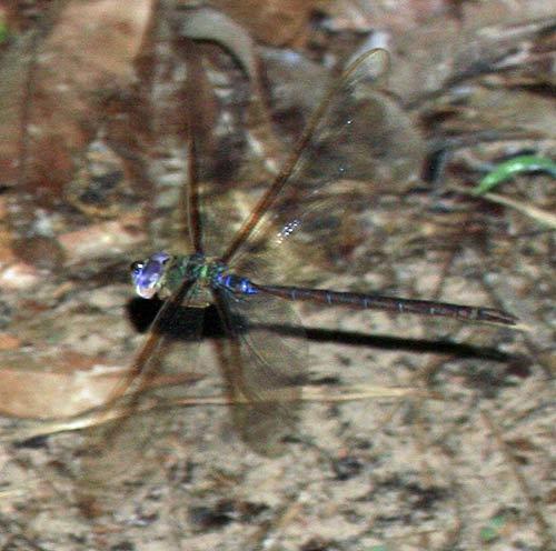 Gynacantha litoralis (Odonata of Loreto, Peru) · iNaturalist