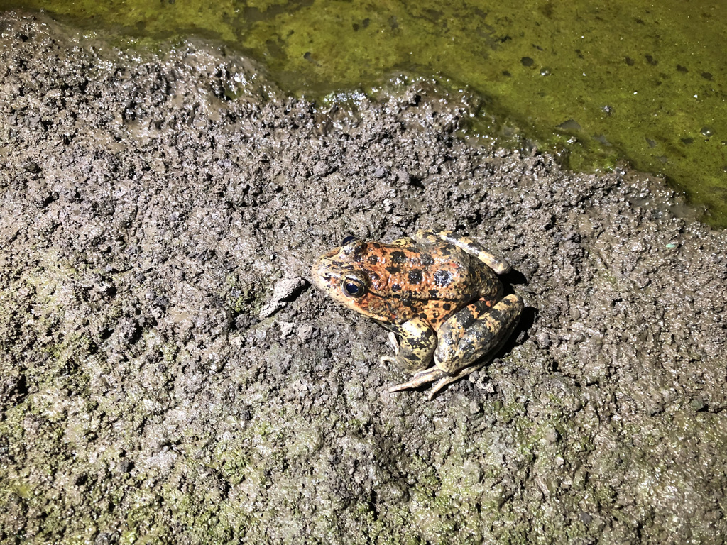 California Red-legged Frog in August 2022 by Jeff Alvarez. Bbserved at ...