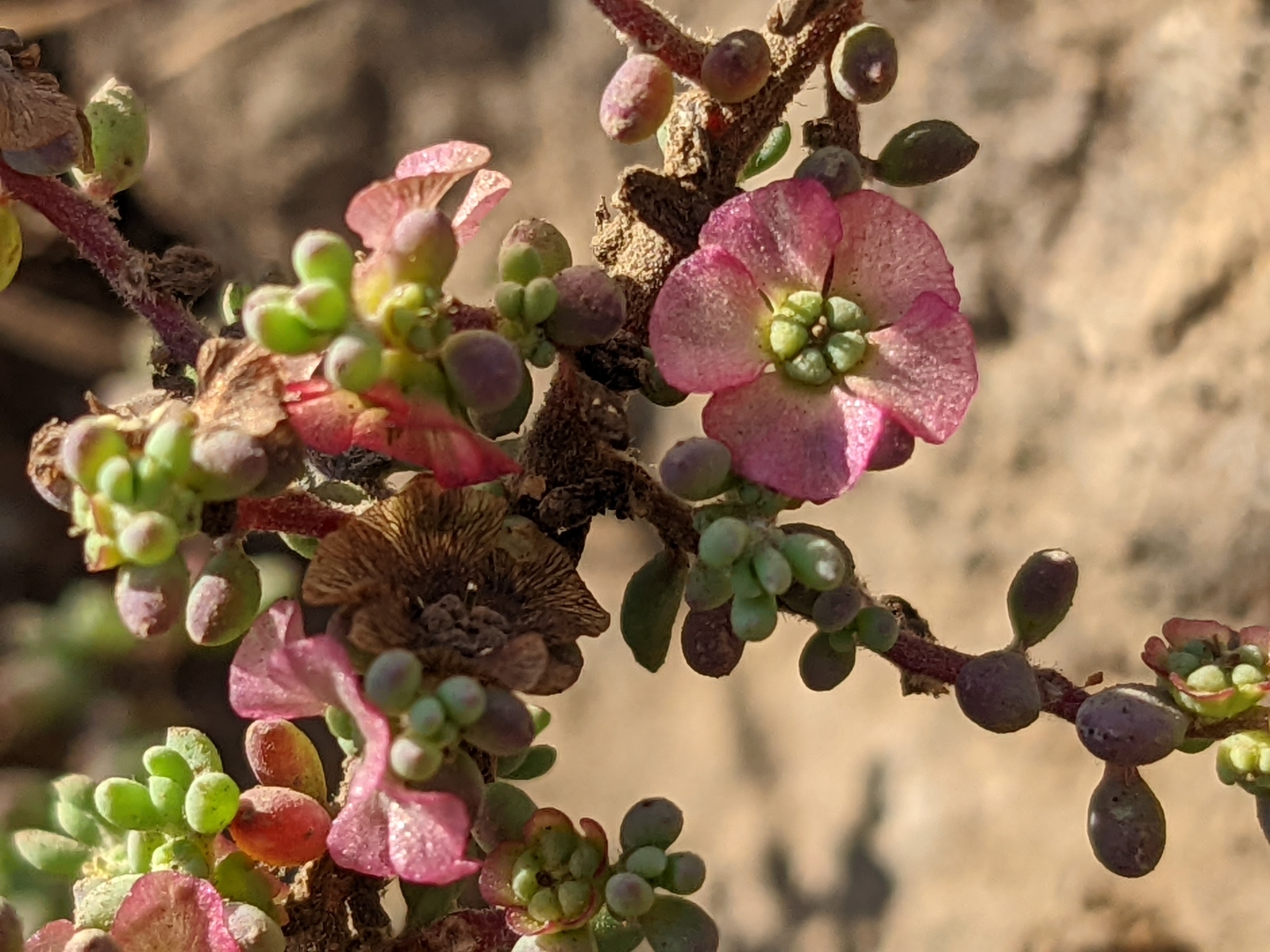 Caroxylon vermiculatum (L.) Akhani & Roalson