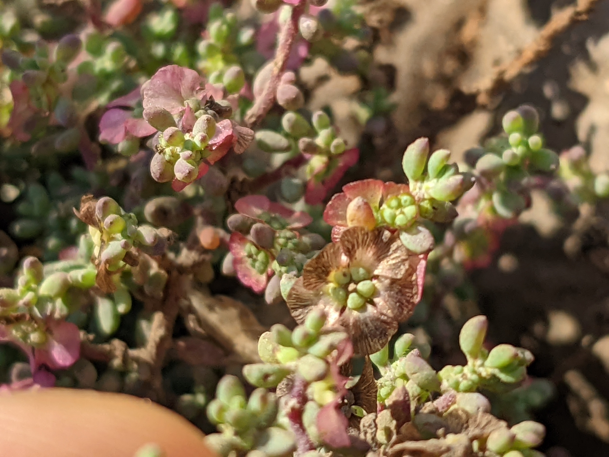 Caroxylon vermiculatum (L.) Akhani & Roalson